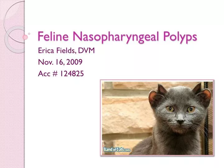 PPT - Feline Nasopharyngeal Polyps PowerPoint Presentation, free ...