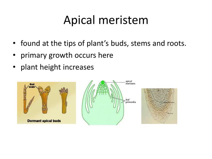 PPT - 13.5 Plant Growth and Development PowerPoint Presentation - ID ...