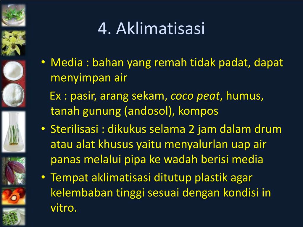 PPT - PEMBIBITAN DENGAN KULTUR JARINGAN PowerPoint Presentation, free ...