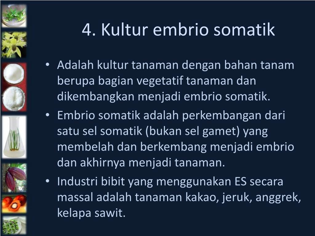 PPT - PEMBIBITAN DENGAN KULTUR JARINGAN PowerPoint Presentation, free ...