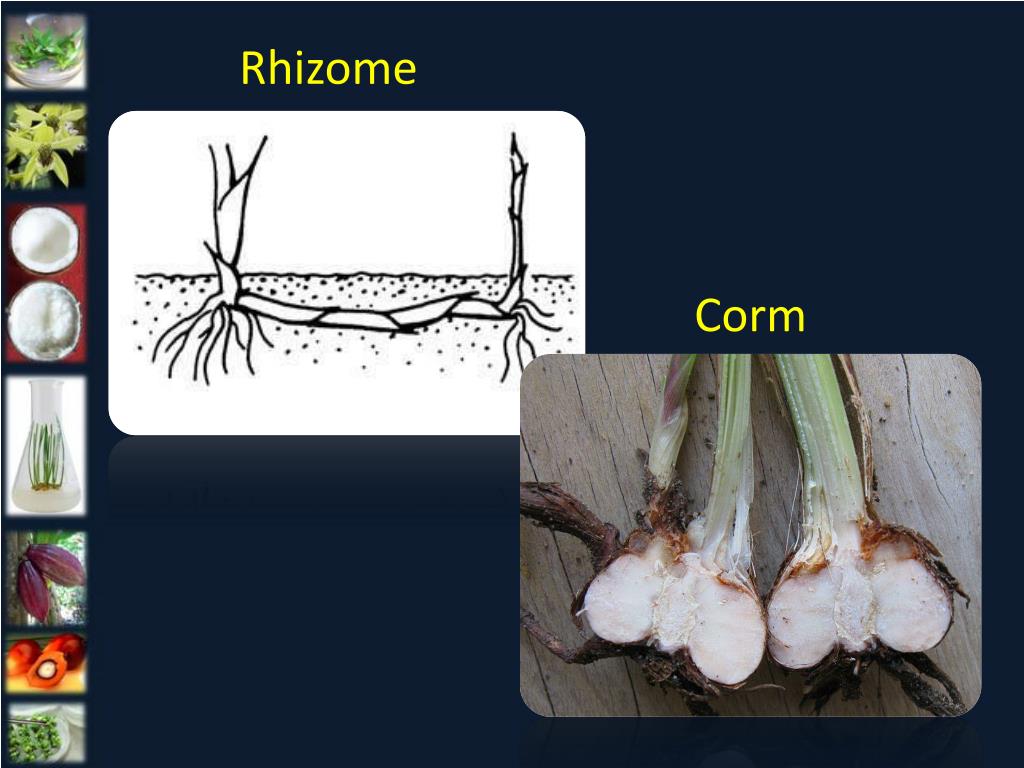 PPT - PEMBIBITAN DENGAN KULTUR JARINGAN PowerPoint Presentation, free ...