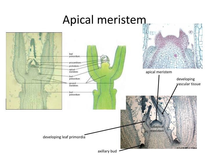 PPT - Lab #7 PowerPoint Presentation - ID:2029457