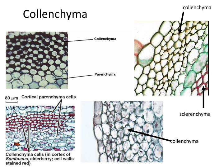 PPT - Lab #7 PowerPoint Presentation - ID:2029457