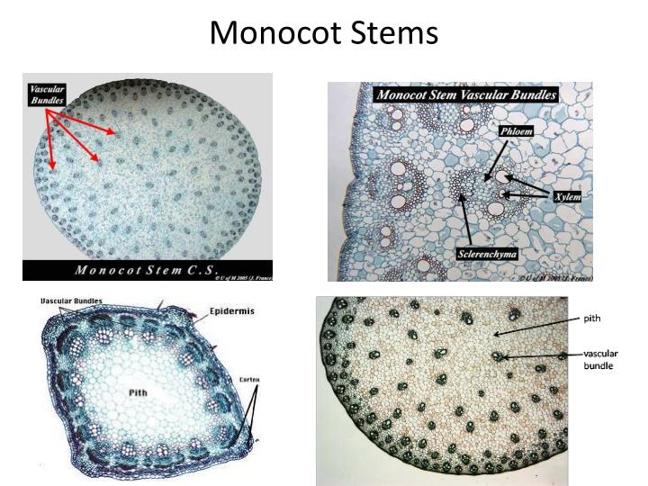 PPT - Lab #7 PowerPoint Presentation - ID:2029457