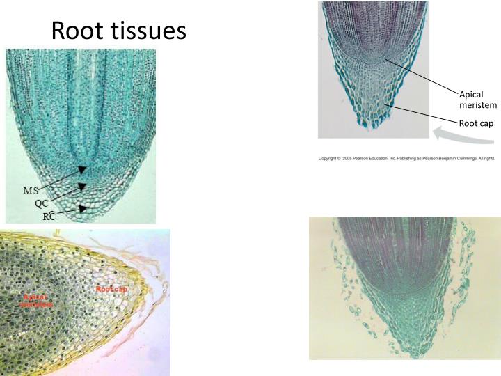 PPT - Lab #7 PowerPoint Presentation - ID:2029457