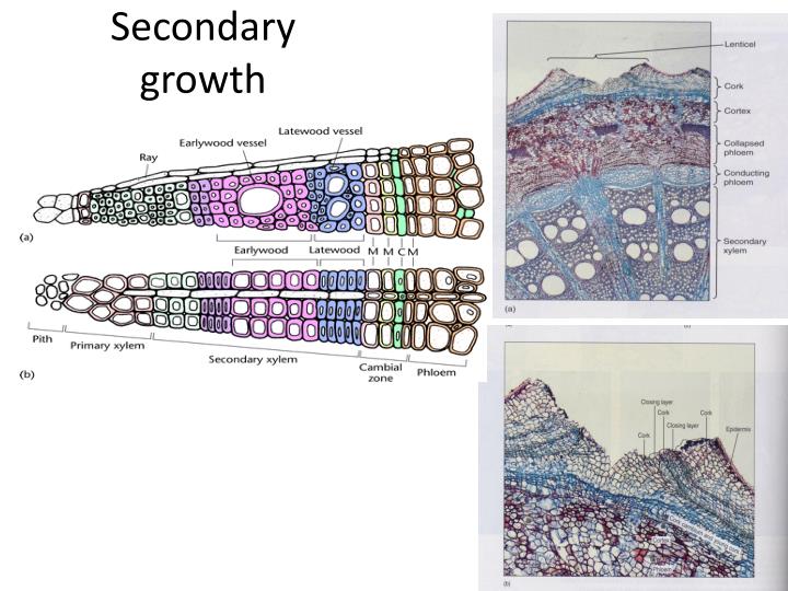 PPT - Lab #7 PowerPoint Presentation - ID:2029457