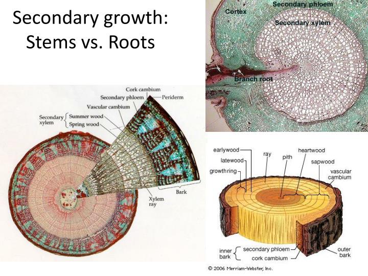 PPT - Lab #7 PowerPoint Presentation - ID:2029457