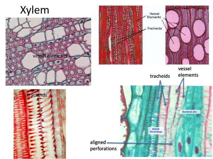 PPT - Lab #7 PowerPoint Presentation - ID:2029457