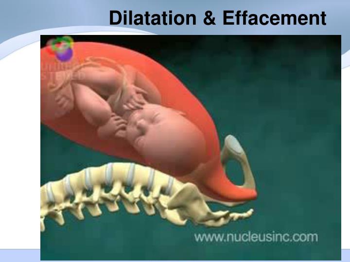 Ppt Chapter 12 Processes And Stages Of Labor And Birth Powerpoint