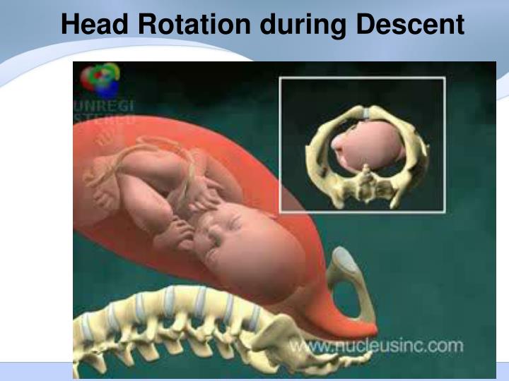 PPT - Chapter 12--Processes & Stages of Labor and Birth PowerPoint ...