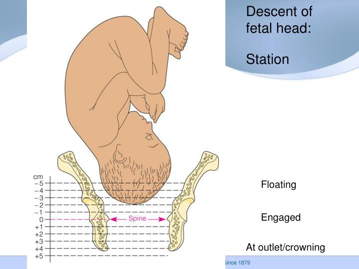 Ppt Chapter 12 Processes And Stages Of Labor And Birth Powerpoint