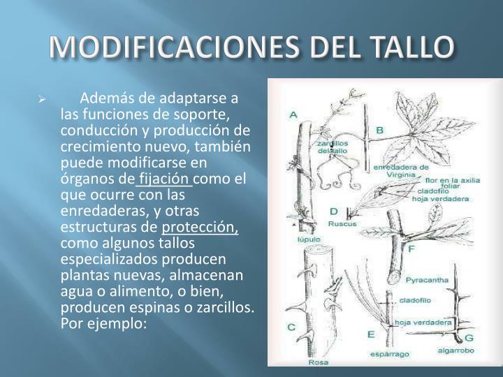 PPT - EL TALLO PowerPoint Presentation - ID:2029718