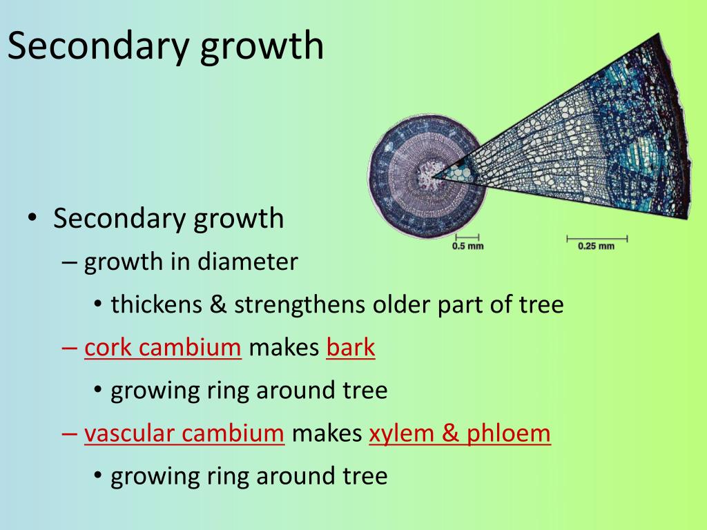 PPT - Plant Growth (Ch. 35, 39) PowerPoint Presentation, free download ...