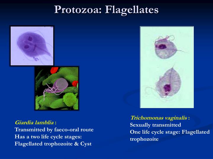 PPT - Introduction: The microbial world, Classification, Taxonomy ...