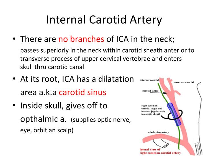 PPT - MAJOR ARTERIES SUPPLYING HEAD AND NECK PowerPoint Presentation ...