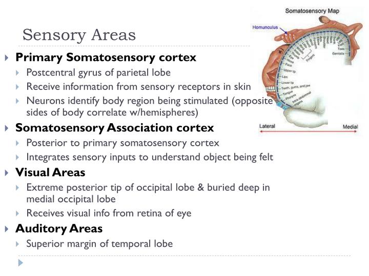 PPT - CNS: The BRAIN HA&P PowerPoint Presentation - ID:2030092