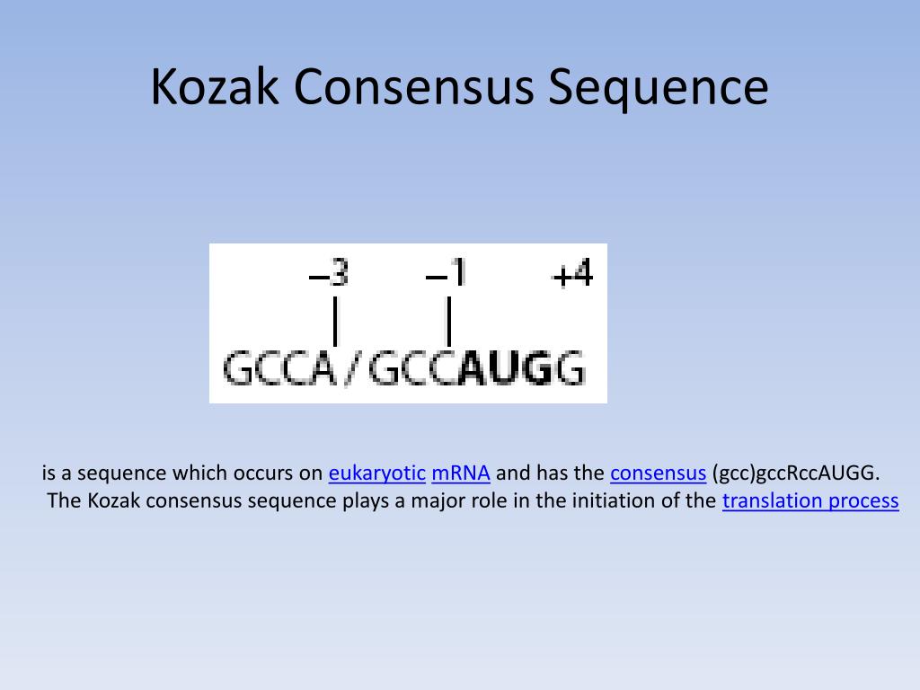 PPT - TRANSLATION PowerPoint Presentation, free download - ID:2030131