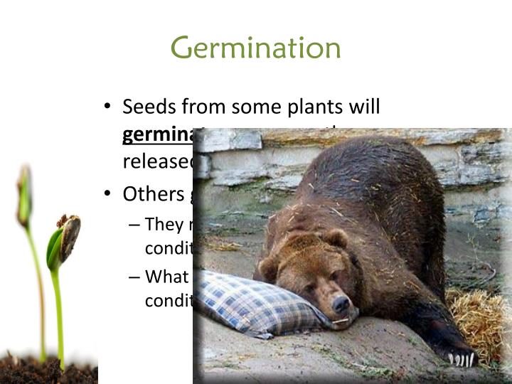PPT - Seed Germination PowerPoint Presentation - ID:2030151