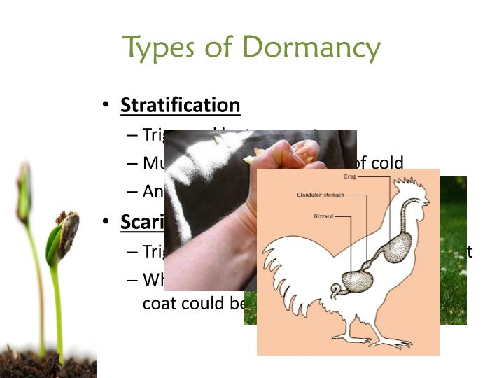 PPT - Seed Germination PowerPoint Presentation - ID:2030151