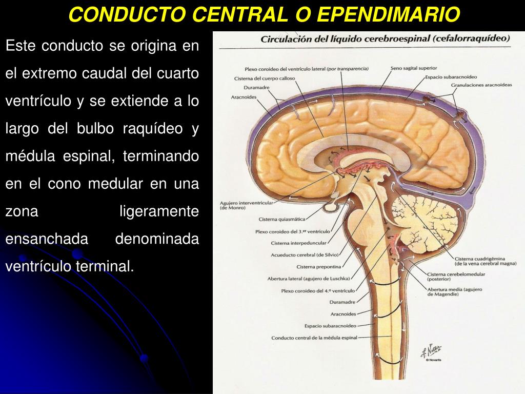 PPT - MENINGES LIQUIDO CEFALORRAQUÍDEO PowerPoint Presentation, free ...