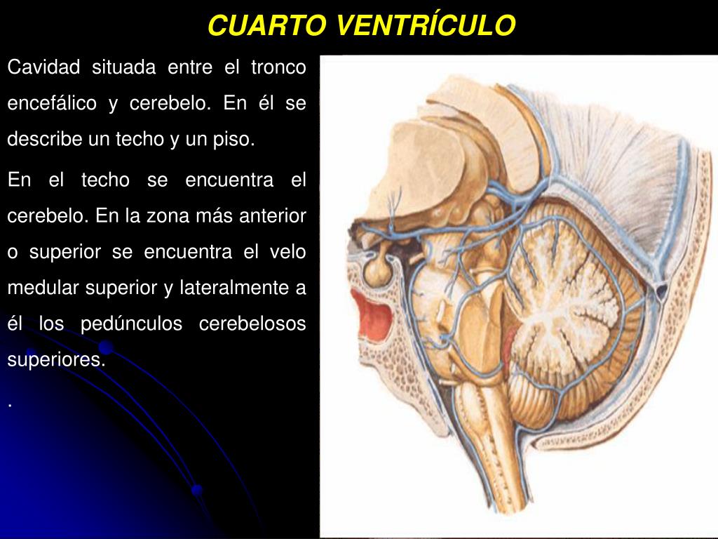 PPT - MENINGES LIQUIDO CEFALORRAQUÍDEO PowerPoint Presentation, free ...