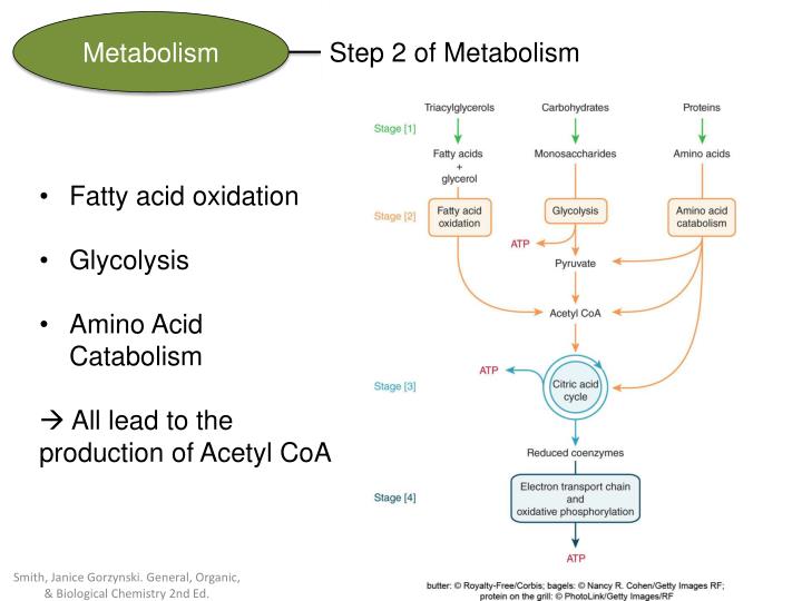 PPT - CHAPTER 24: Carbohydrate, Lipid, & Protein Metabolism General ...