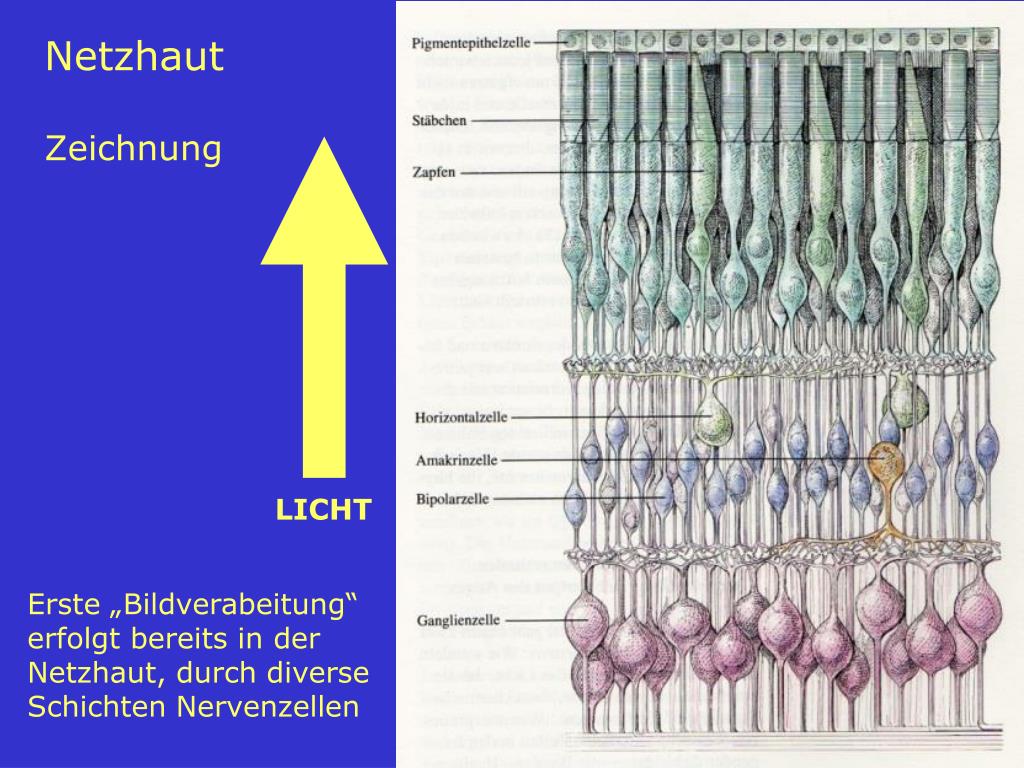 PPT - Augen - sehen in der Nacht PowerPoint Presentation, free download ...