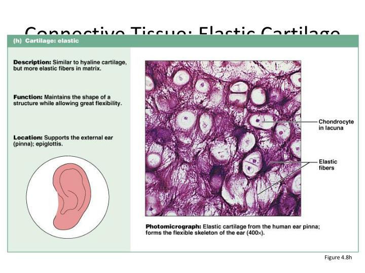 PPT - Connective Tissues PowerPoint Presentation - ID:2031032