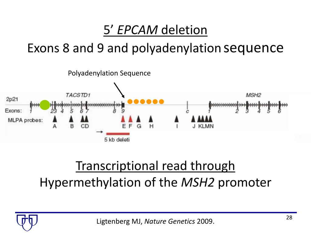 PPT - UPDATE OF LYNCH SYNDROME(LS):GENETICS, NATURAL HISTORY ...