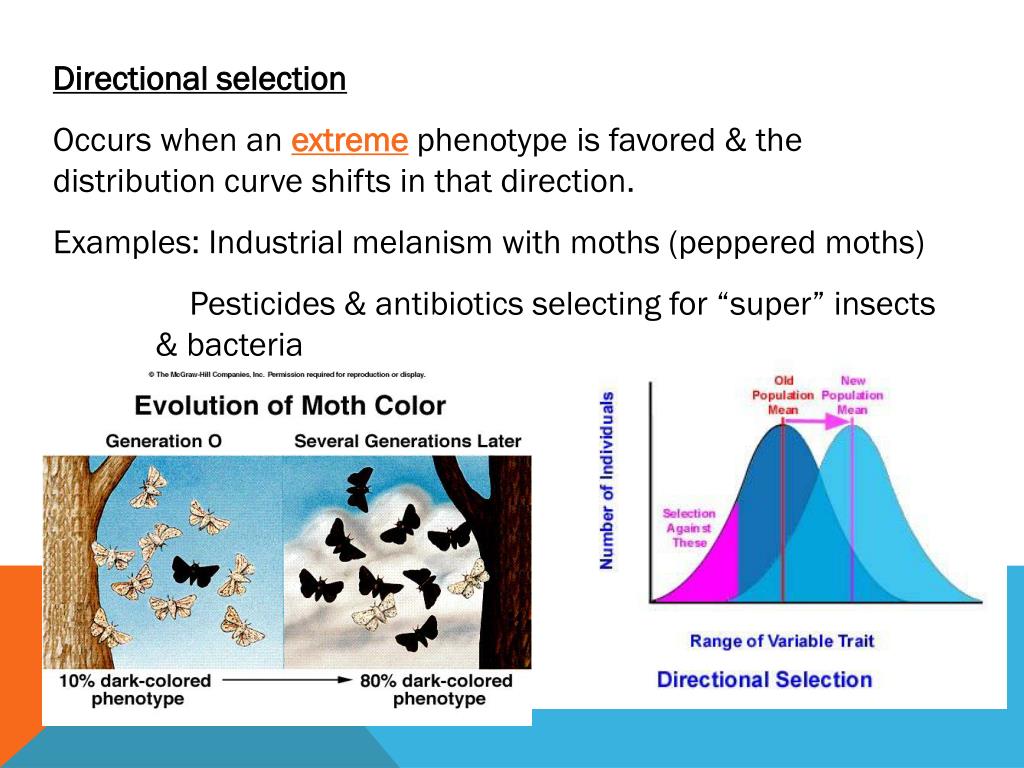 PPT - Types of Selection PowerPoint Presentation, free download - ID ... PPT - Types of Selection PowerPoint Presentation, free download - ID ...