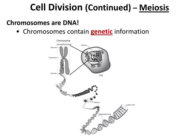 PPT - Cell Division (Continued) – Meiosis Chromosomes are DNA ...