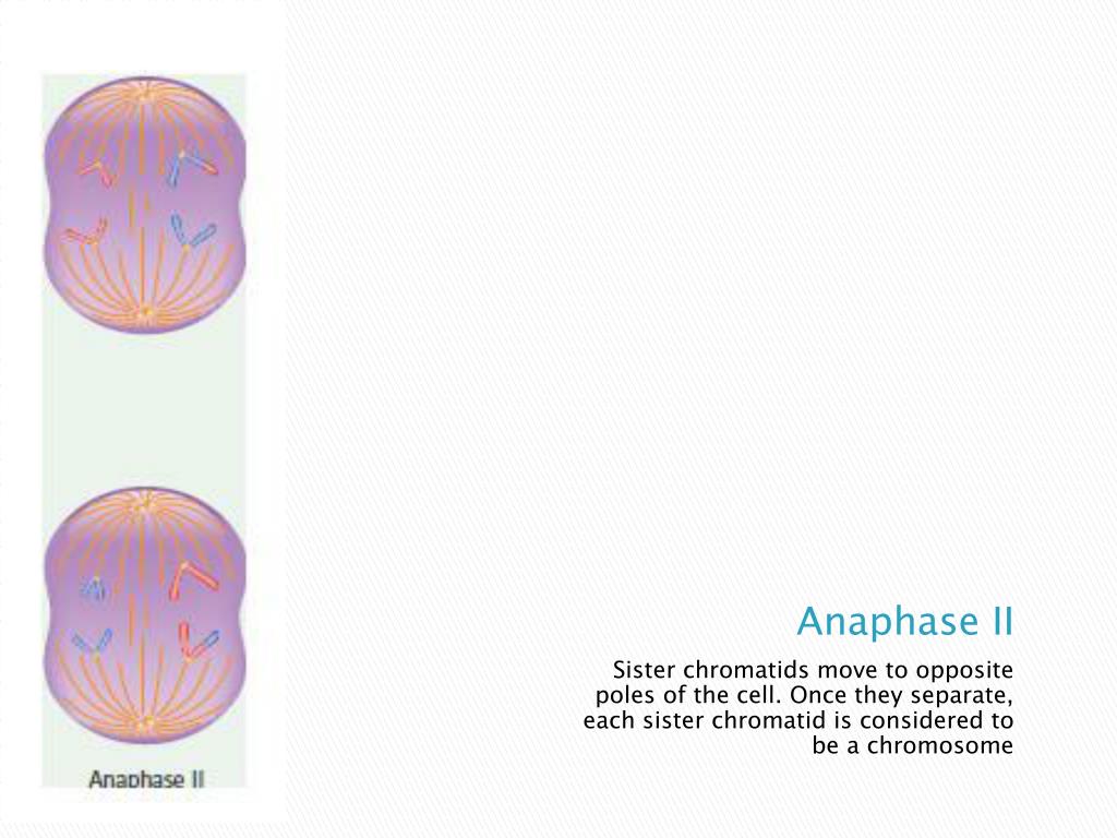 PPT - Meiosis is the basis of sexual reproduction PowerPoint ...