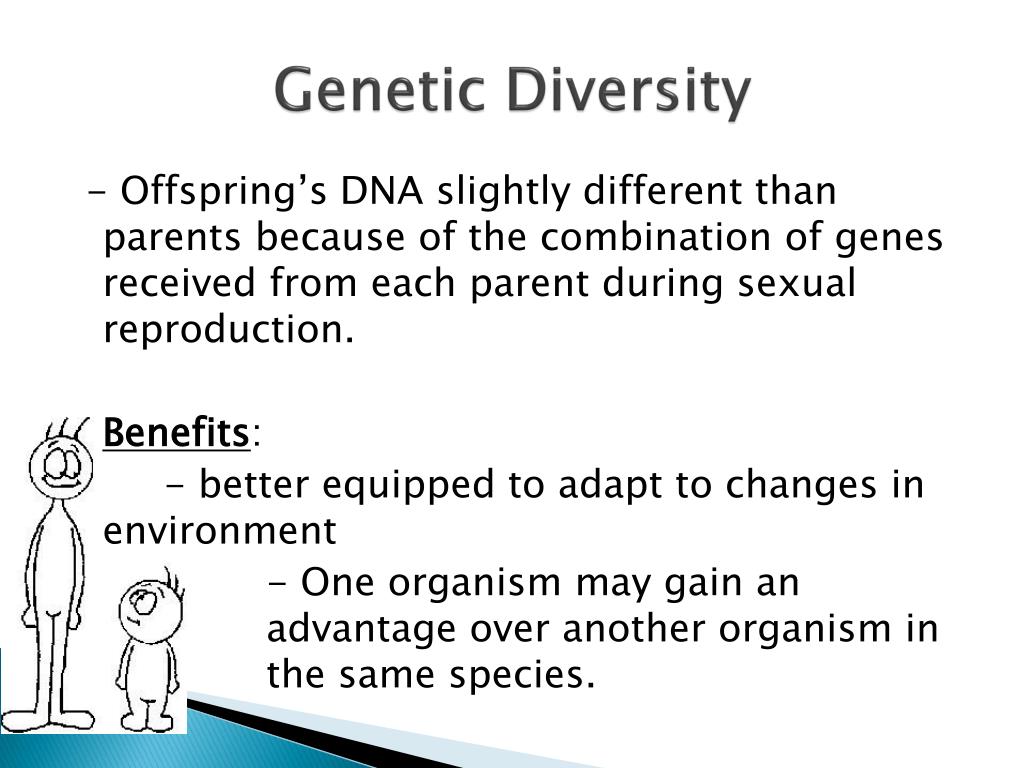 PPT - Meiosis is the basis of sexual reproduction PowerPoint ...
