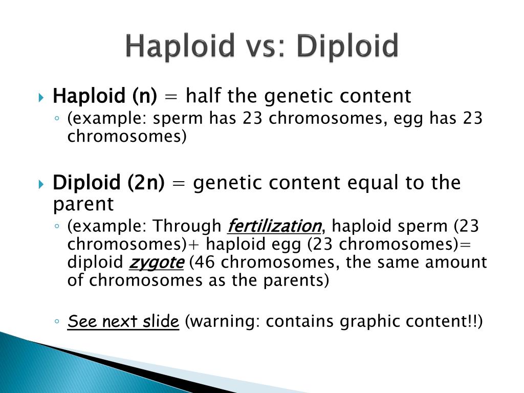 PPT - Meiosis is the basis of sexual reproduction PowerPoint ...