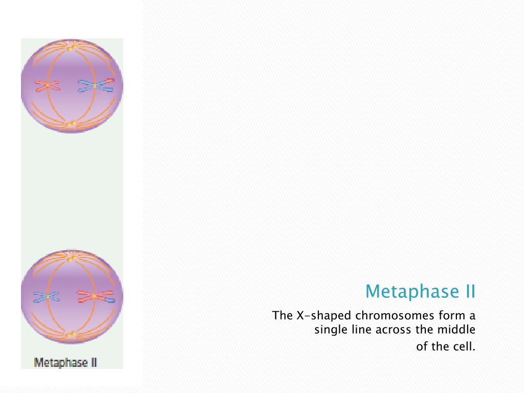 PPT - Meiosis is the basis of sexual reproduction PowerPoint ...