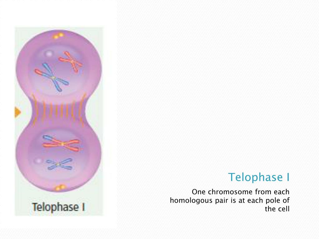 PPT - Meiosis is the basis of sexual reproduction PowerPoint ...