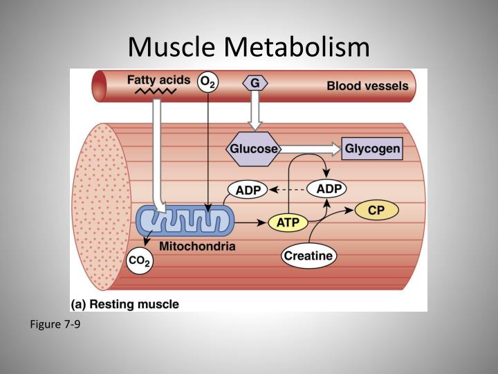 PPT - The Organization of a Skeletal Muscle PowerPoint Presentation ...