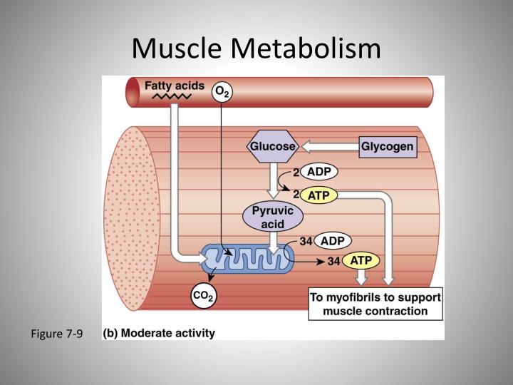 PPT - The Organization of a Skeletal Muscle PowerPoint Presentation ...