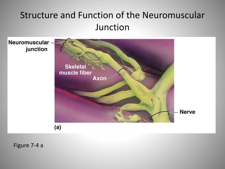 PPT - The Organization of a Skeletal Muscle PowerPoint Presentation ...