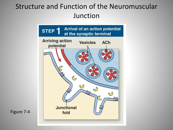 PPT - The Organization of a Skeletal Muscle PowerPoint Presentation ...