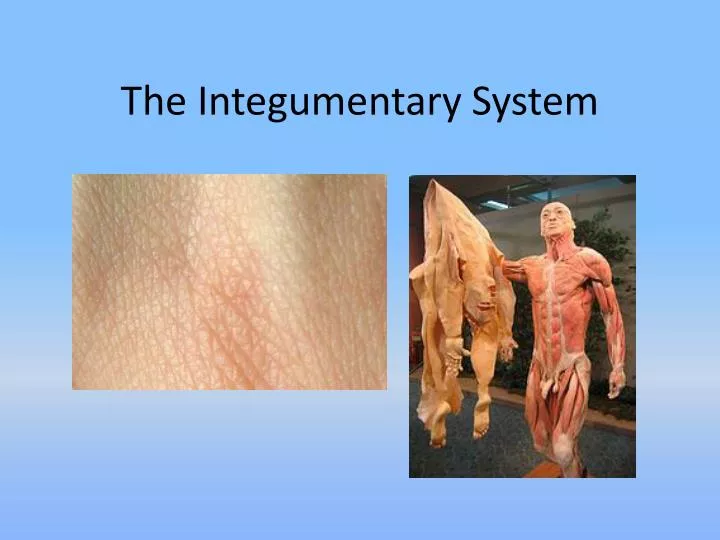 PPT - The Integumentary System PowerPoint Presentation, free download ...