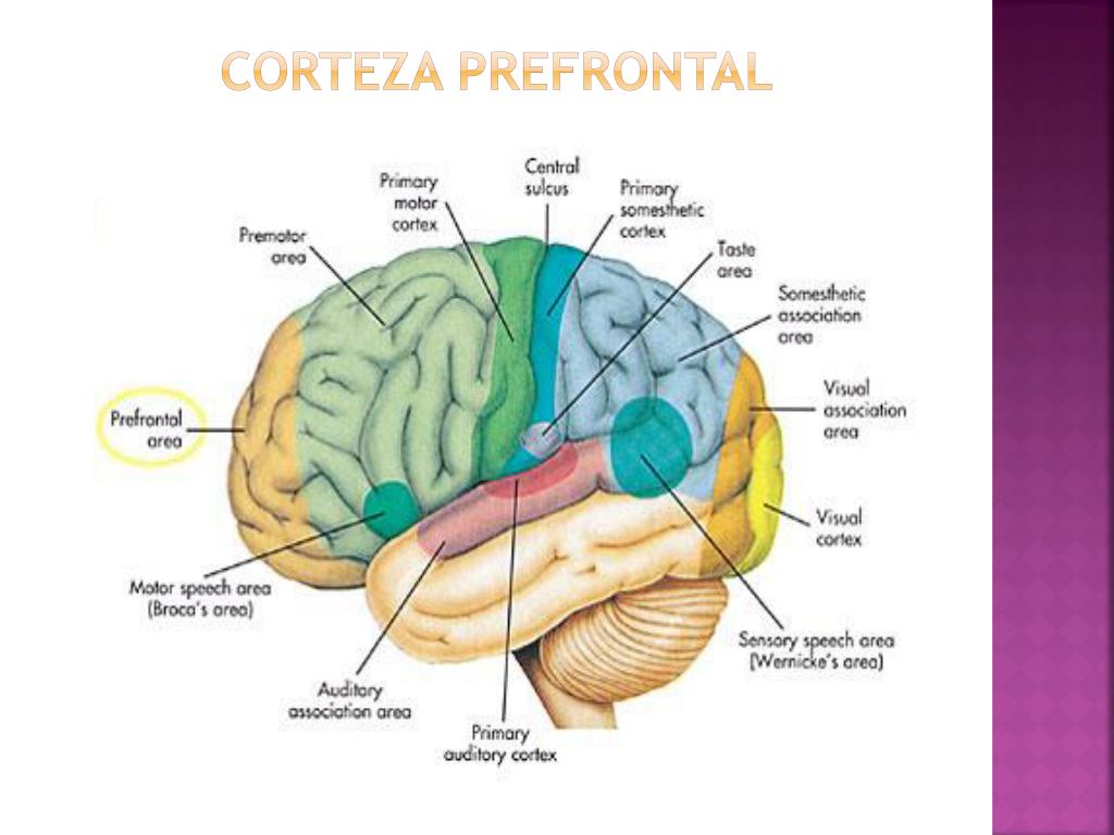 PPT - LA SUPERVIVENCIA HUMANA PowerPoint Presentation, free download ...