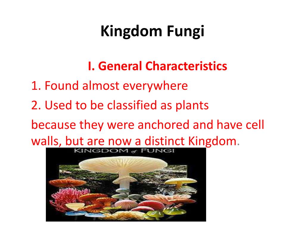 Ppt Kingdom Fungi Powerpoint Presentation Free Download Id 2032290