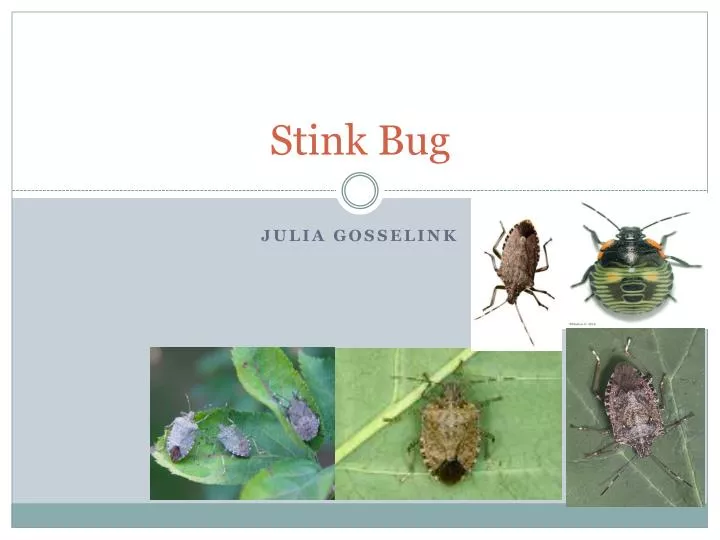 PPT - Stink Bug PowerPoint Presentation, free download - ID:2032402