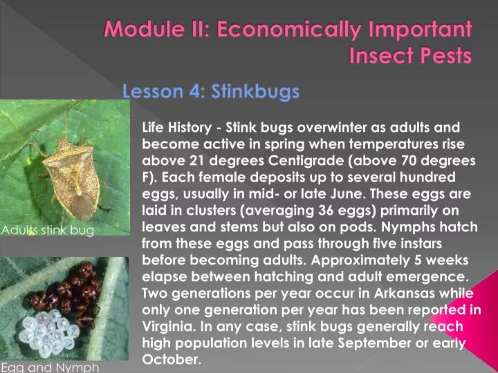 PPT - Module II: Economically Important Insect Pests PowerPoint ...