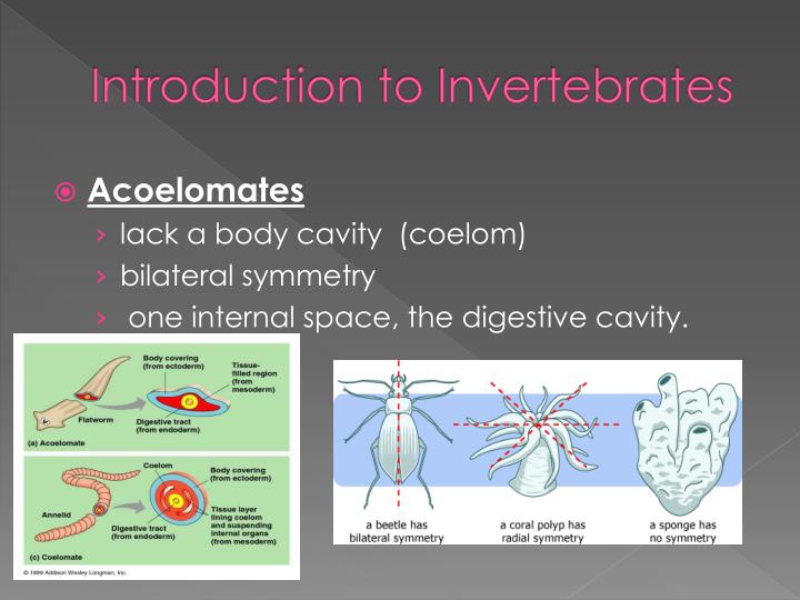 PPT - Introduction to Invertebrates PowerPoint Presentation - ID:2032422
