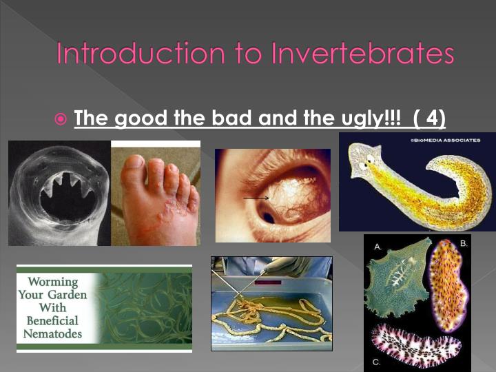 PPT - Introduction to Invertebrates PowerPoint Presentation - ID:2032422