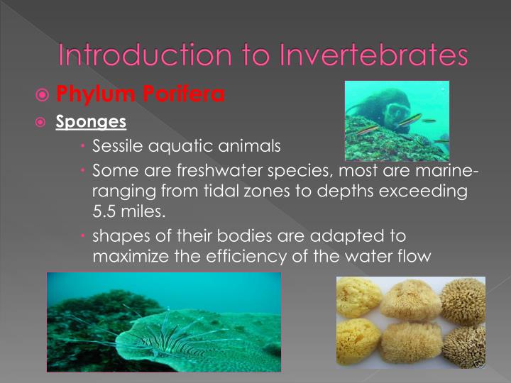 PPT - Introduction to Invertebrates PowerPoint Presentation - ID:2032422