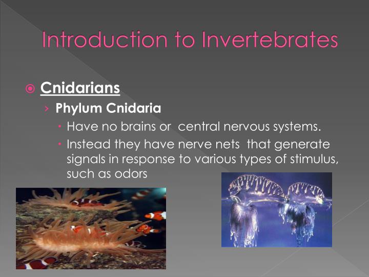 PPT - Introduction to Invertebrates PowerPoint Presentation - ID:2032422