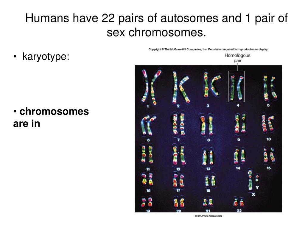 PPT - Mitosis & Meiosis Thurs 10/10/13 PowerPoint Presentation - ID:2032513